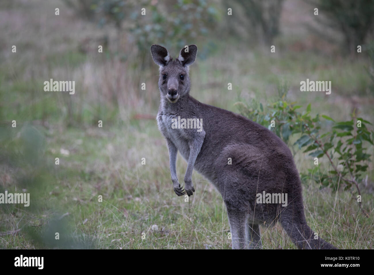 Eastern Grey Kangaroo at Churchill National Park, Victoria, Australia ...