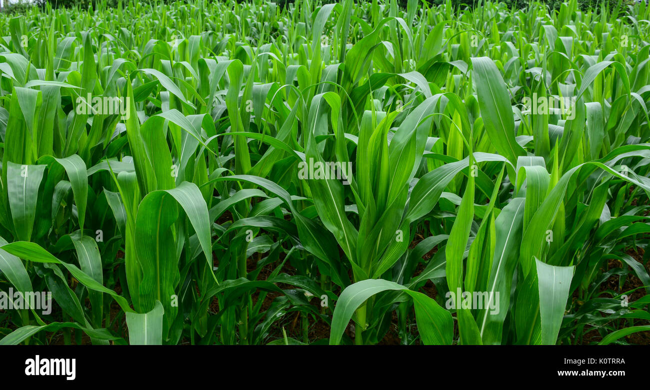 Corn plantation at sunny day in Sapa Town, Northern Vietnam Stock Photo ...