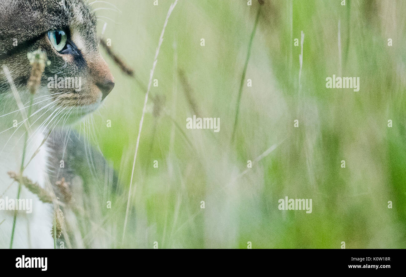 A cat grazing through the tall grass of a meadow while hunting for mice ...