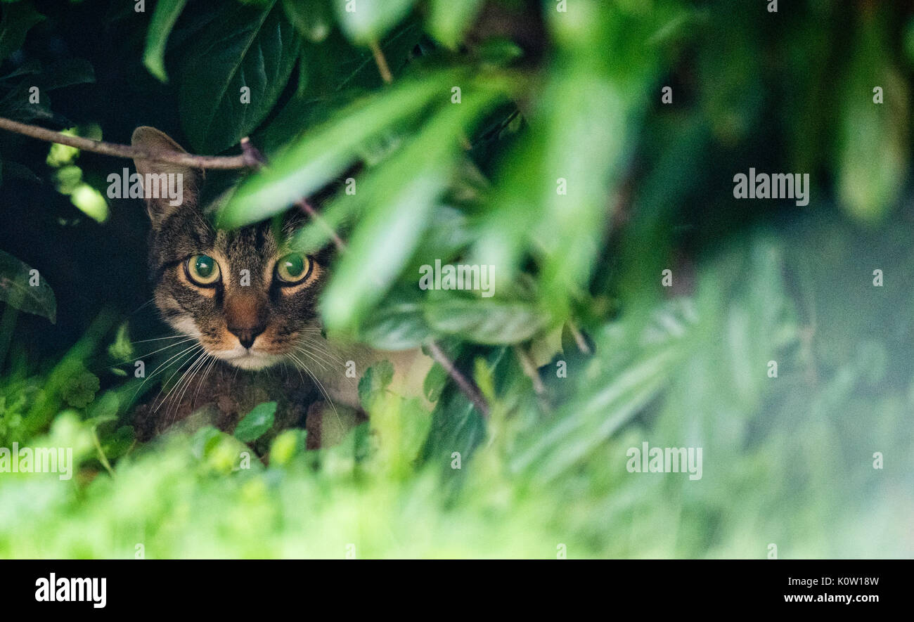 A cat hiding in a hedge in a meadow while hunting for mice in the early ...