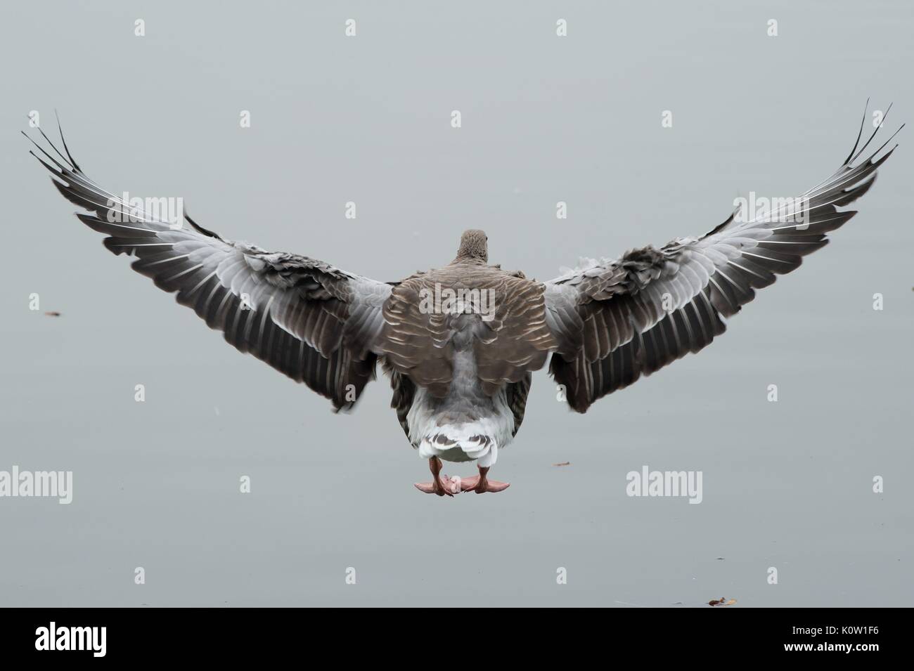 A wild goose flying over the Schlossteich (Castle Pond) in Moritzburg ...