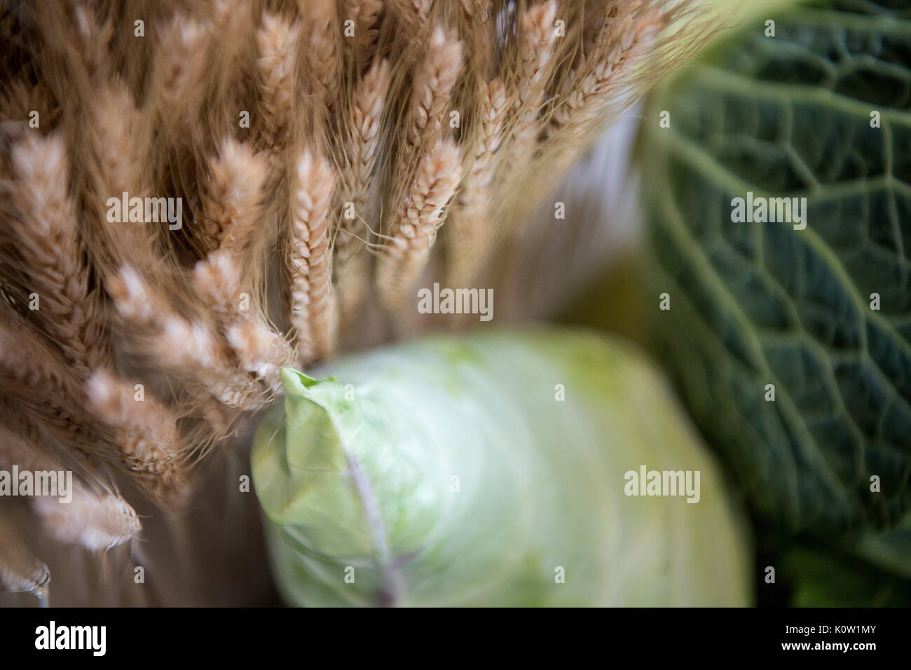 A decoration of wheat stalks (left to right), pointed cabbage and savoy ...