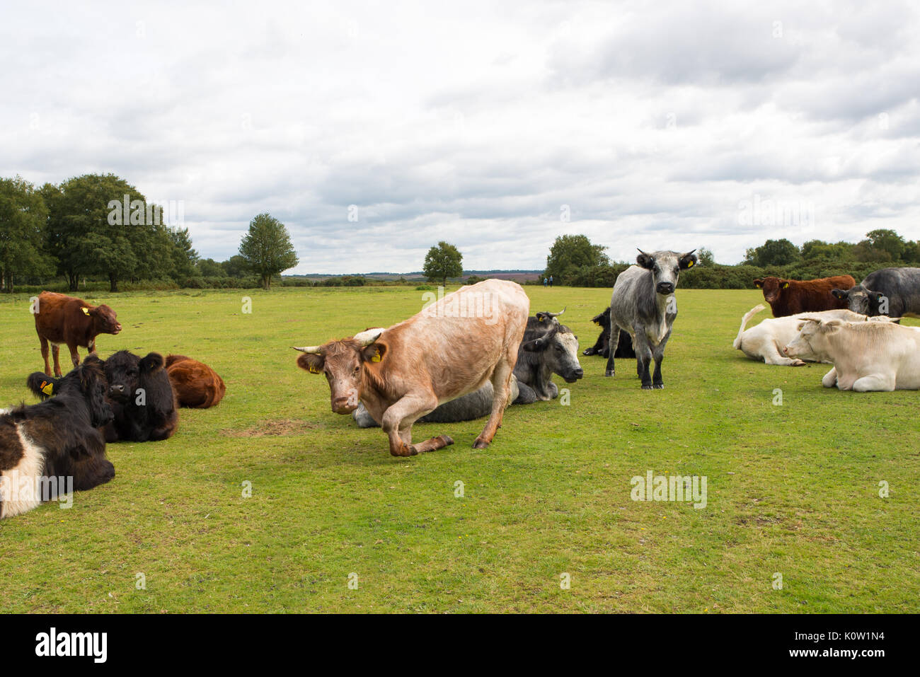 New Forest cows, Hampshire, UK Stock Photo - Alamy