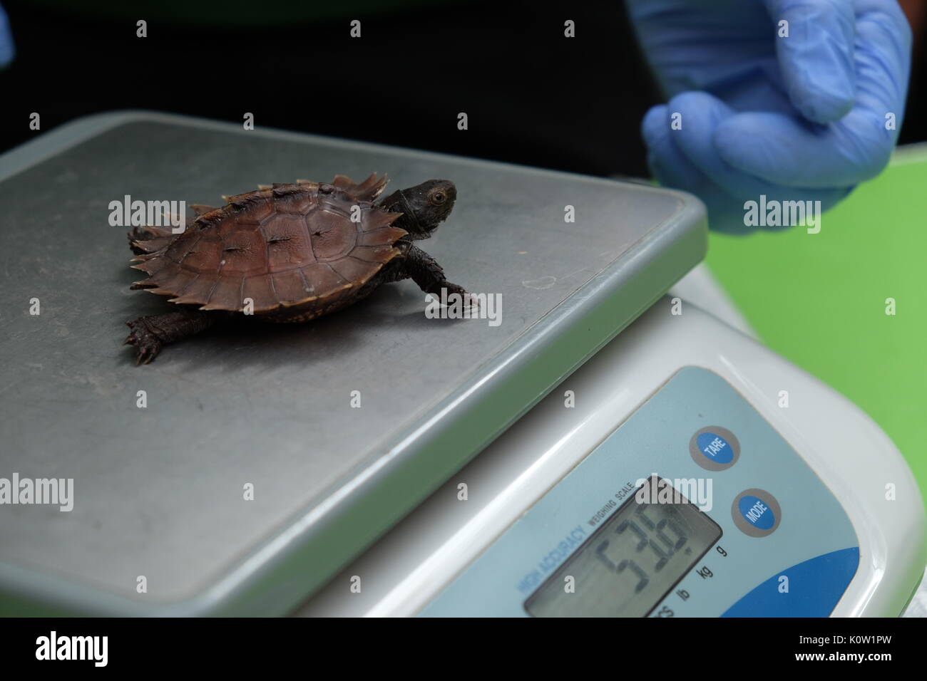 London, UK. 24th August, 2017. animals are weighed and measured at ...