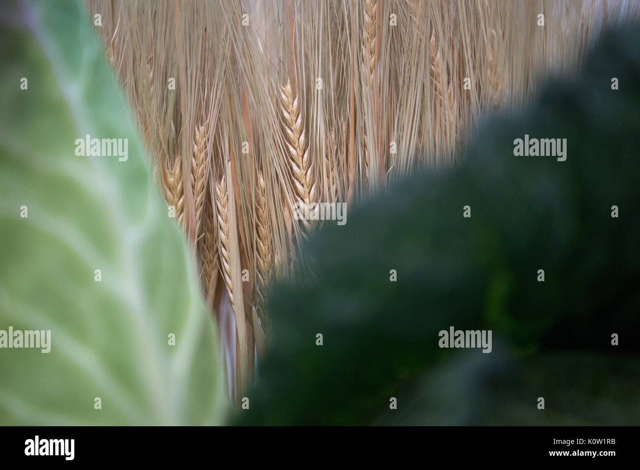A decoration of wheat stalks (left to right), pointed cabbage and savoy ...