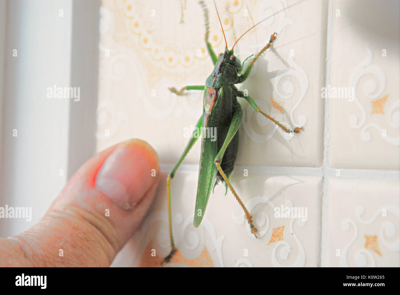 Male and female crickets hi-res stock photography and images - Alamy