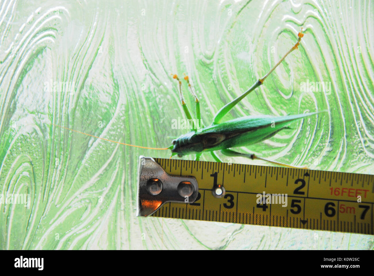 Male and female crickets hi-res stock photography and images - Alamy