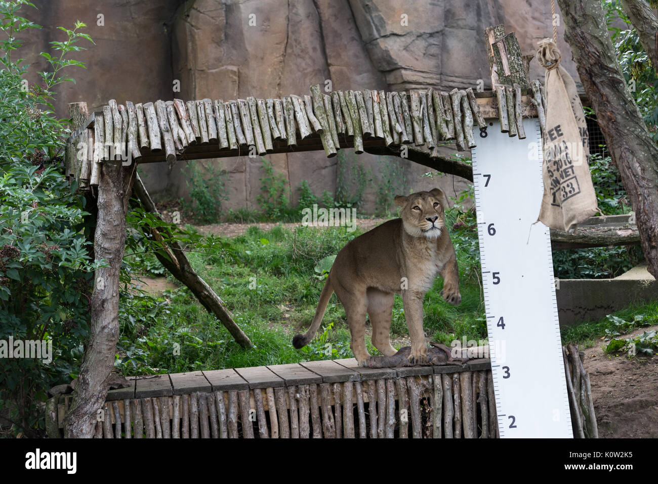 London zoo lion enclosure hi-res stock photography and images - Alamy