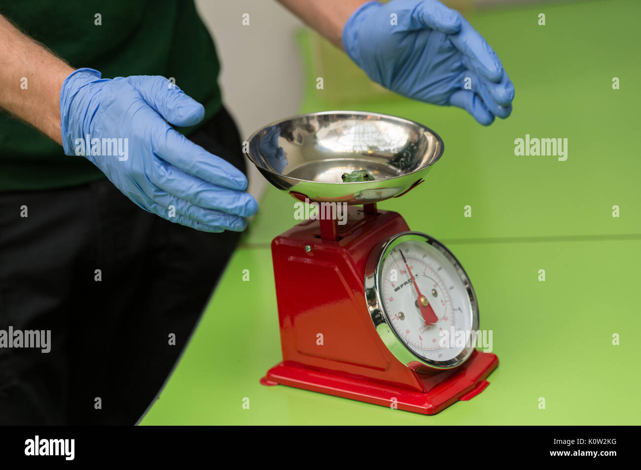 Feas flying tree frog hi-res stock photography and images - Alamy