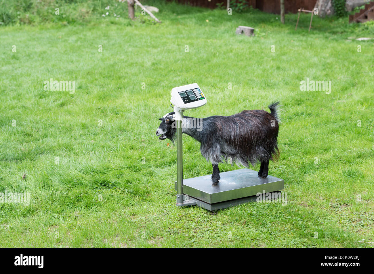 London zoo weigh in pygmy goat 2017 hi-res stock photography and images ...