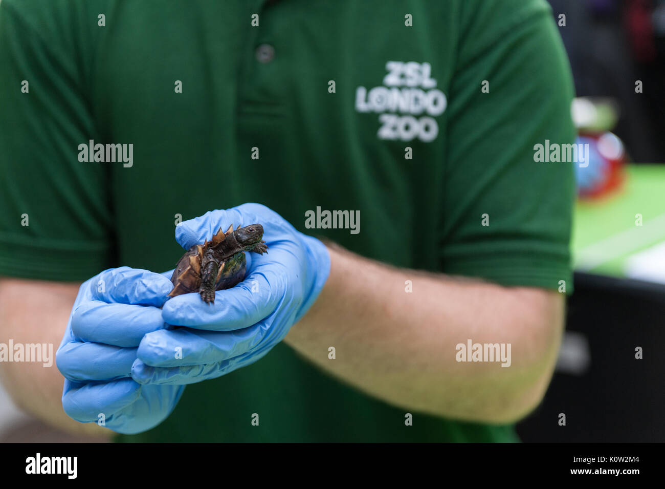 London zoo weigh in spiny turtle 2017 hi-res stock photography and ...