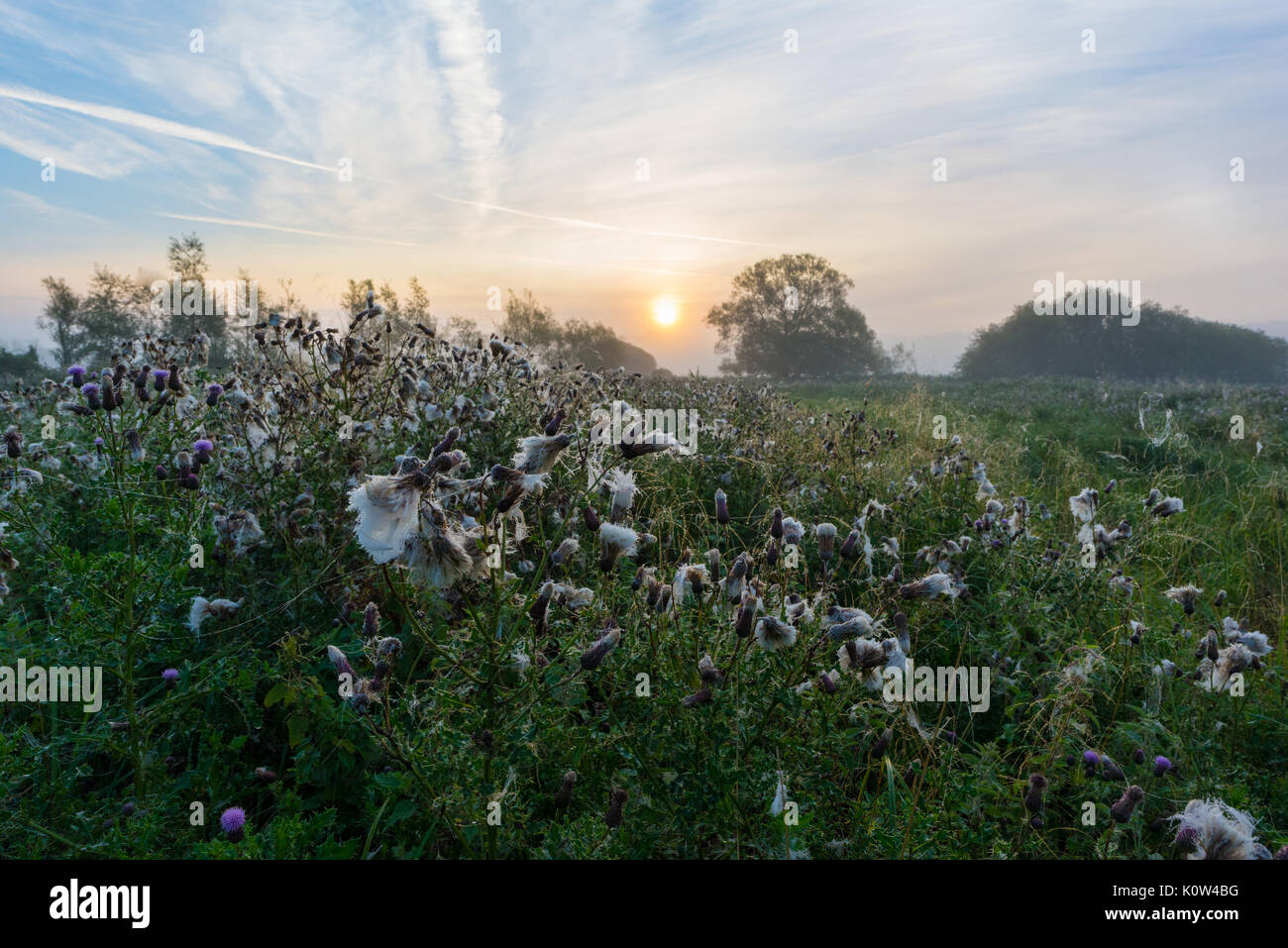 White cotton weed in a field at sunrise on a misty August morning ...