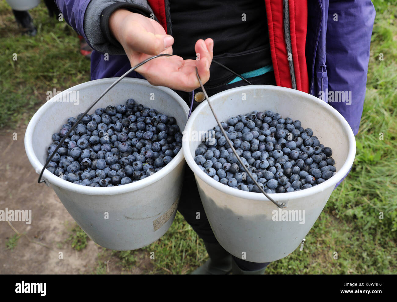 Polish harvest workers picking blueberries in the fields of the ...