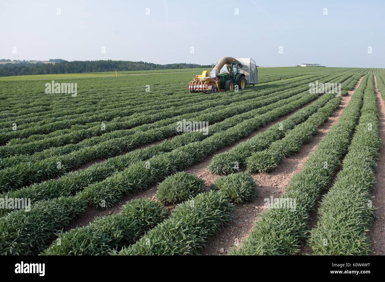 A crop tractor of the Bombastus plant driving through a field and ...