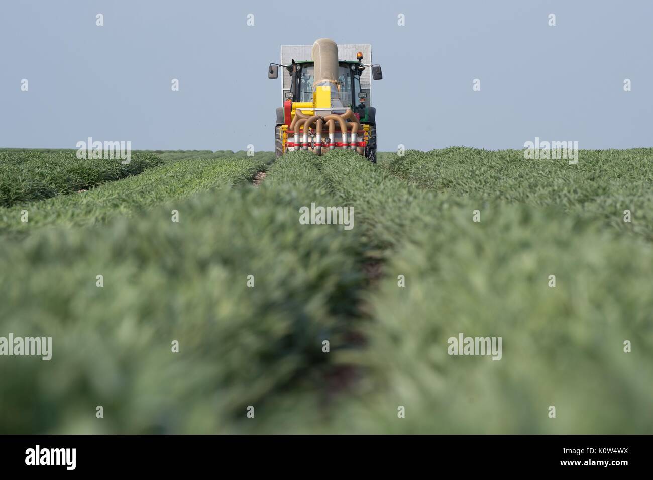 A crop tractor of the Bombastus plant driving through a field and ...