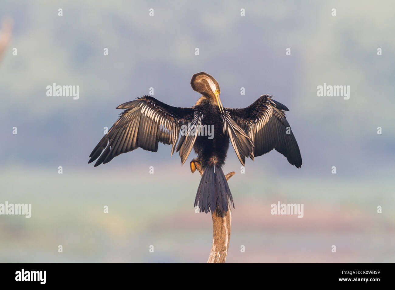 The Oriental darter or Indian darter (Anhinga melanogaster) preening ...