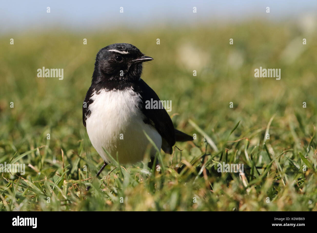 Willy Wagtail High Resolution Stock Photography and Images - Alamy