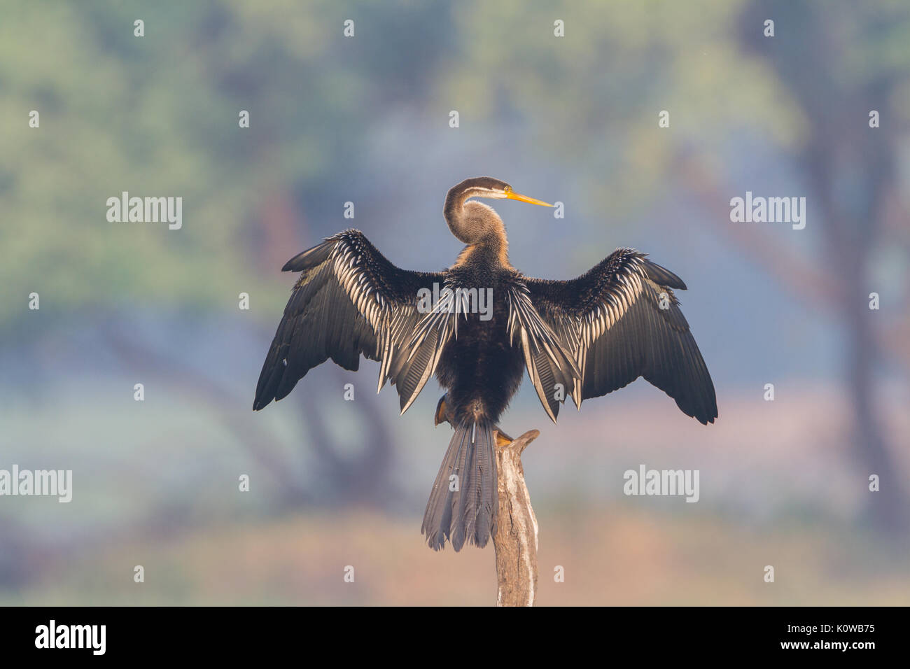 The Oriental darter or Indian darter (Anhinga melanogaster) preening ...