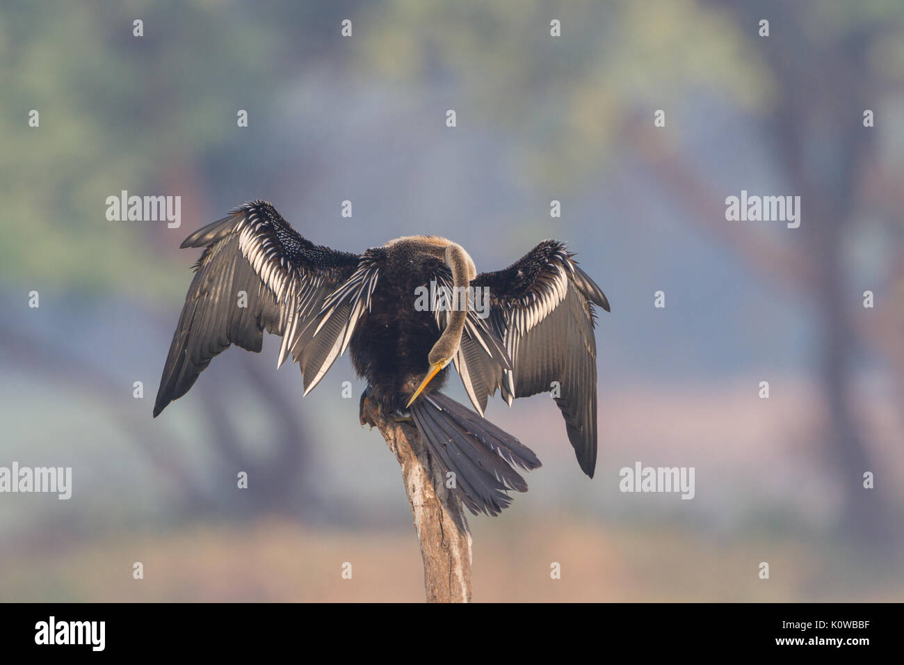 The Oriental darter or Indian darter (Anhinga melanogaster) preening ...