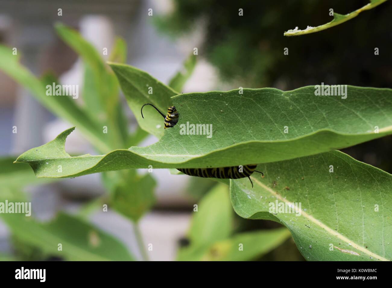 Monarch Caterpillar Eating Leaf Stock Photo - Alamy