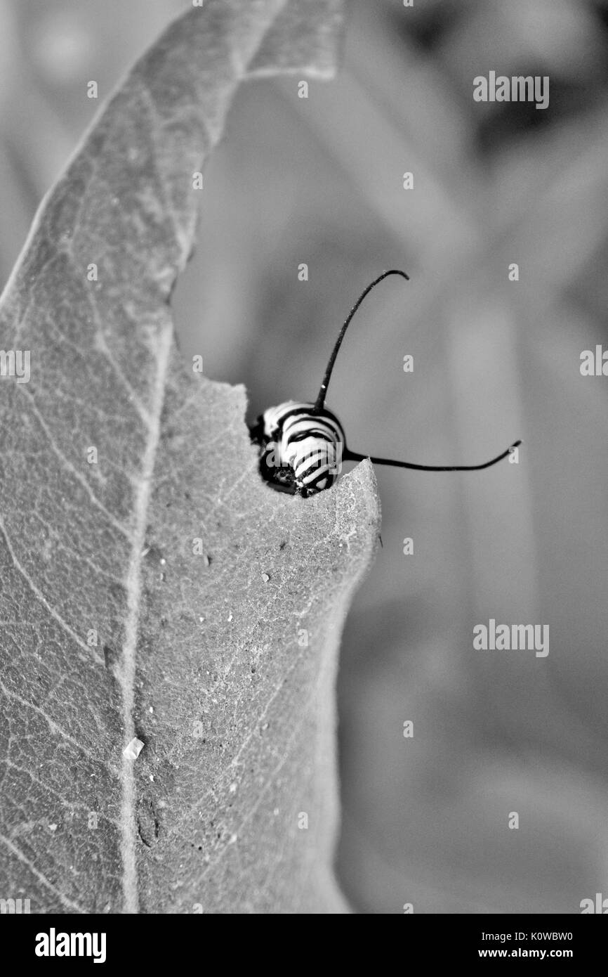 Caterpillar Black And White Photography