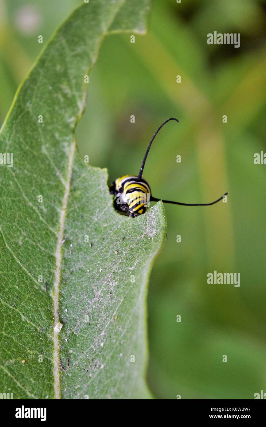 Monarch Caterpillar Eating Milkweed leaf Stock Photo - Alamy