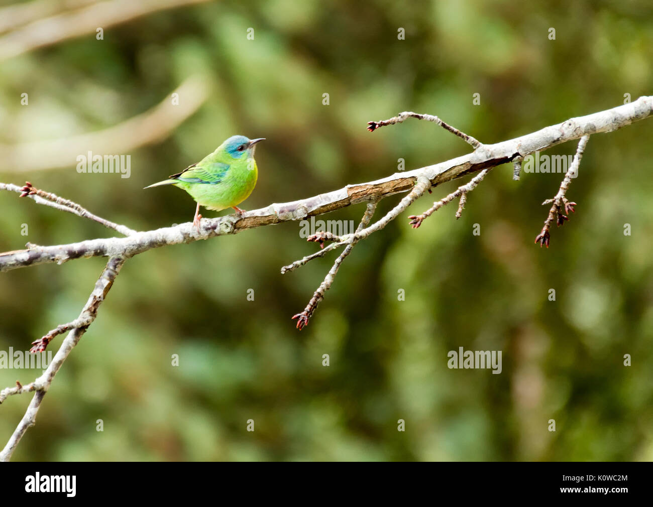 Sai azul hi-res stock photography and images - Alamy