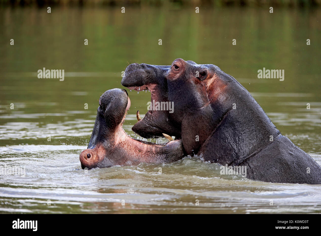 Hippos (Hippopatamus amphibius), adult, in water, two, fighting ...