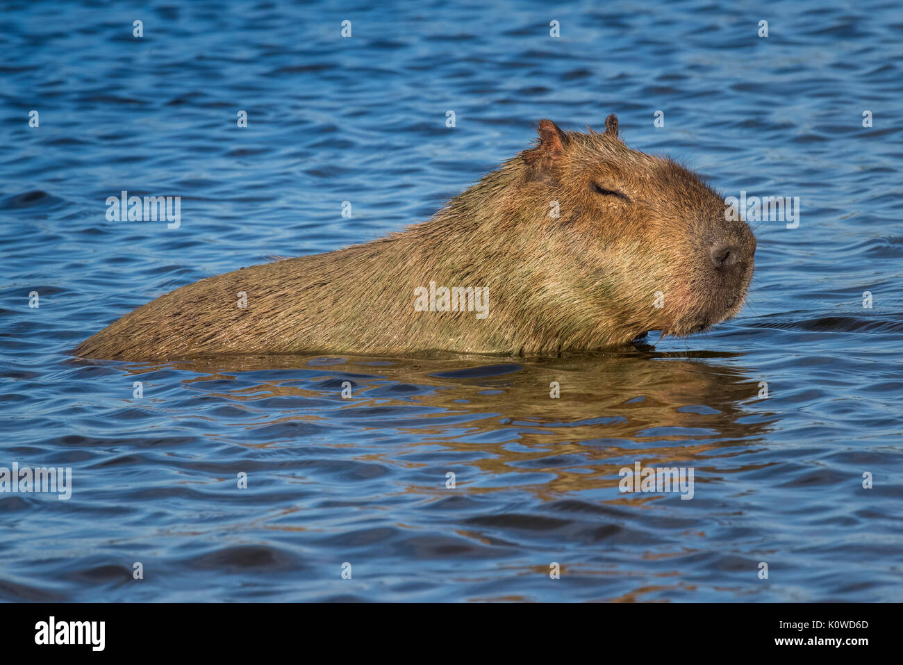 Capybara bath hi-res stock photography and images - Alamy