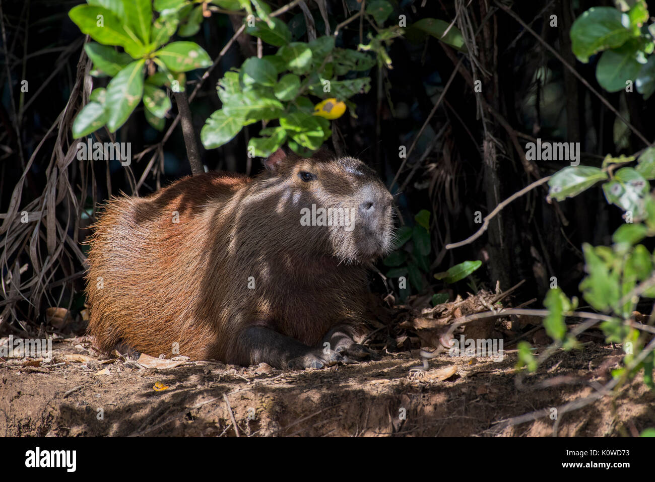 Capybara (Hydrochoerus hydrochaeris) resting on riverbank under ...