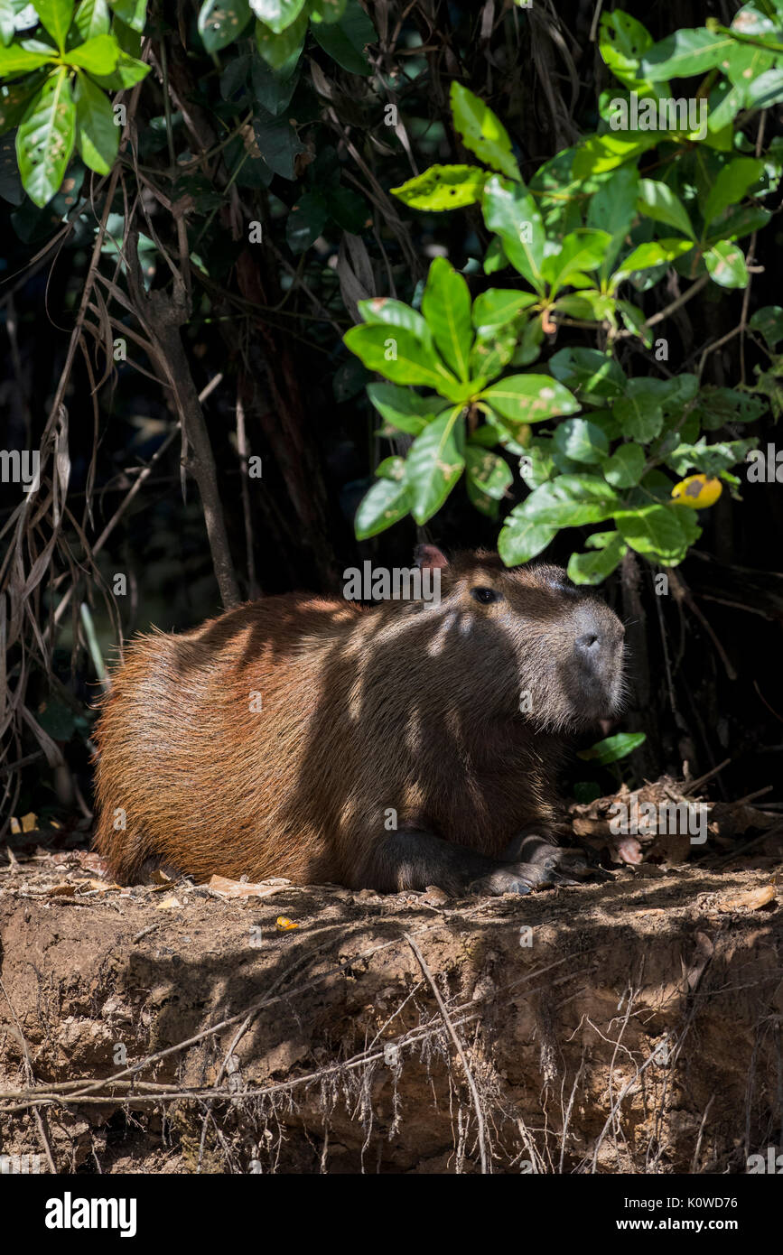 Capybara (Hydrochoerus hydrochaeris) resting on riverbank under ...