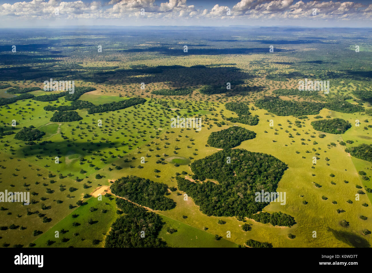 Natural pastures, Southern Pantanal, Mato Grosso do Sul, Brazil Stock ...