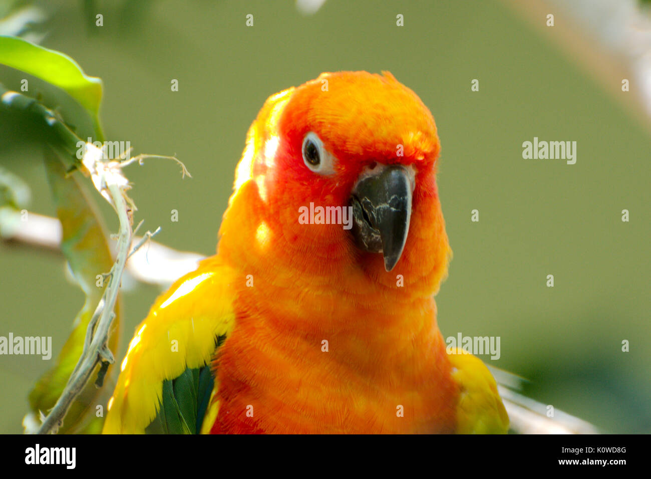 Orange parrot hi-res stock photography and images - Alamy