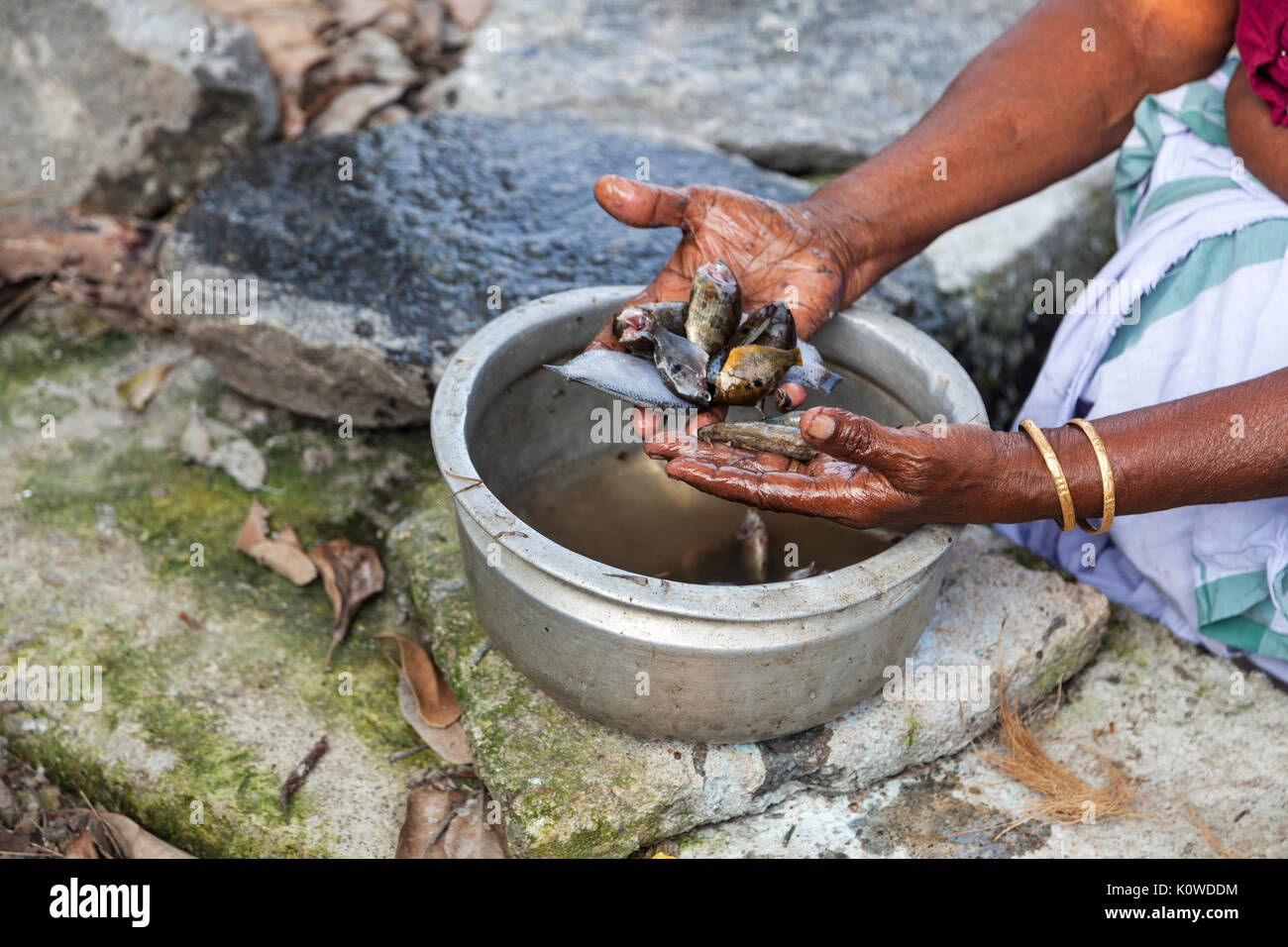 woman washing fish on the canalside in Kerala, India Stock Photo - Alamy