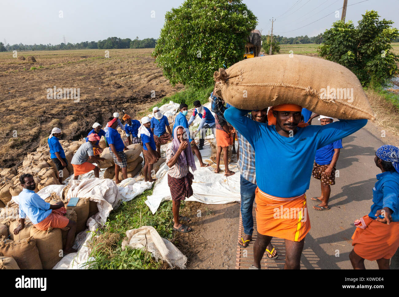 Indian labourers working during the rice harvest, Kerala, India Stock ...