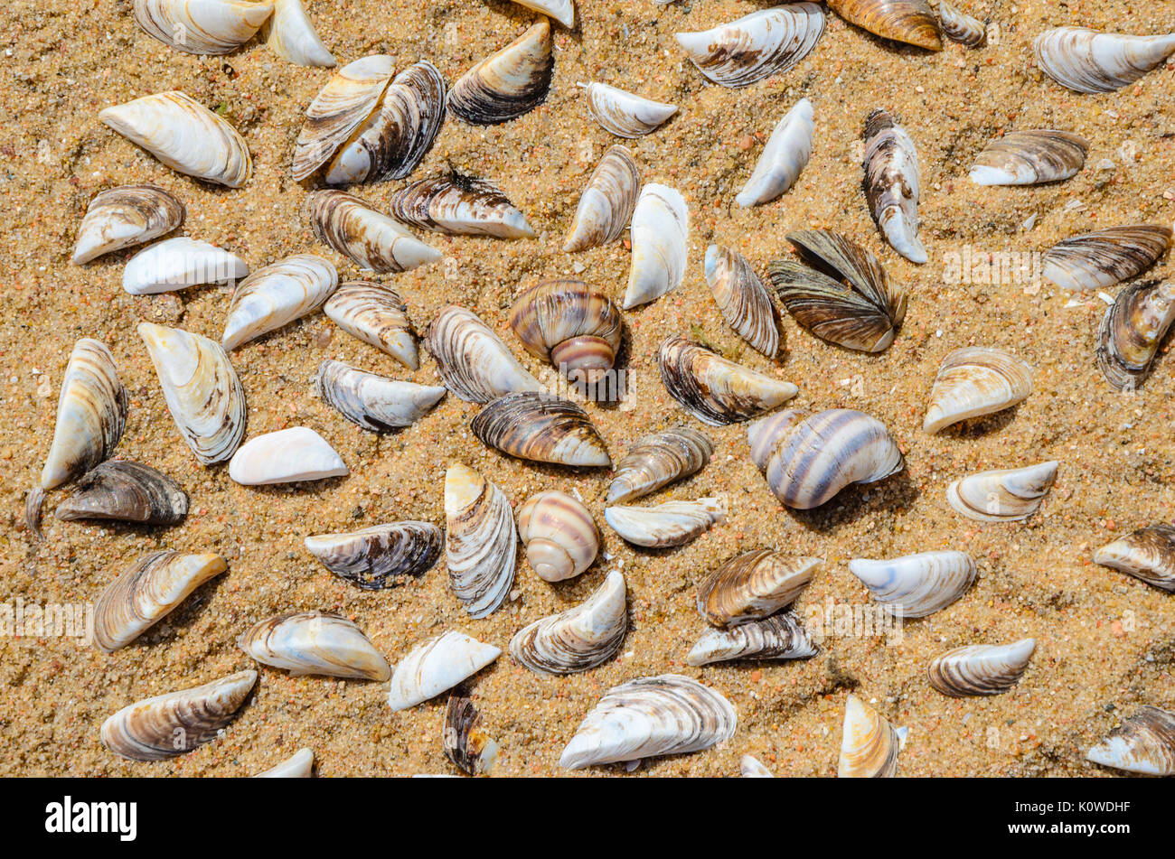 Seashells on the Beach Sand Top View. Sea Beach Texture Stock Photo - Alamy