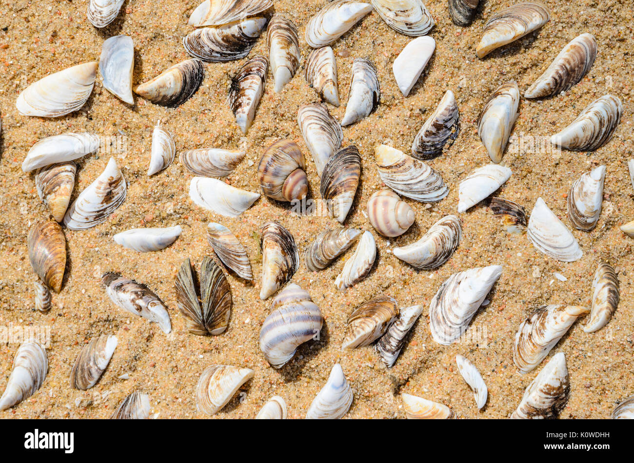 Seashells on the Beach Sand Top View. Sea Beach Texture Stock Photo - Alamy