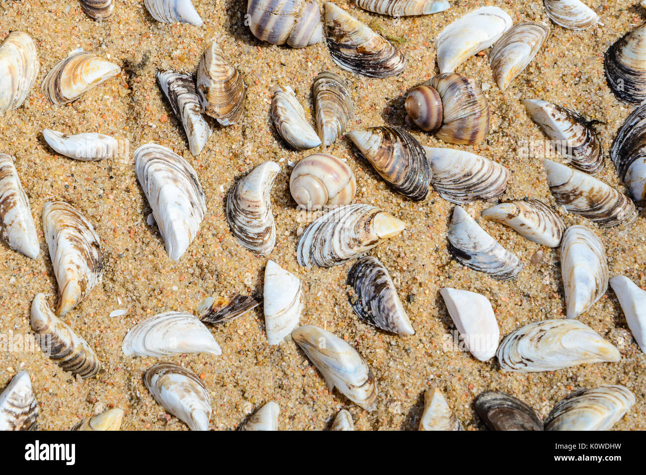Seashells on the Beach Sand Top View. Sea Beach Texture Stock Photo - Alamy