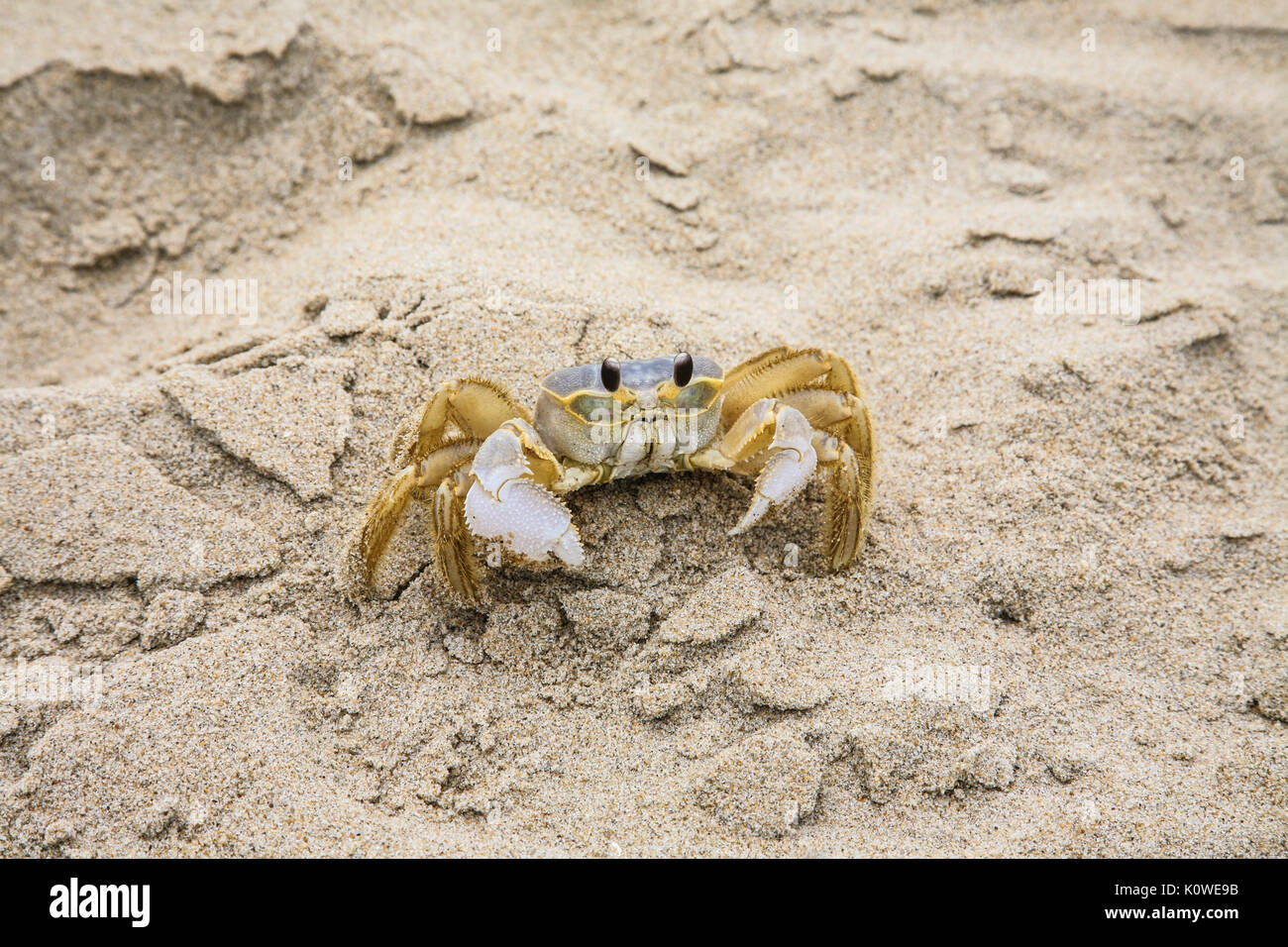 Virginia Beach Crabs Endangered Species Act Protections Sought For
