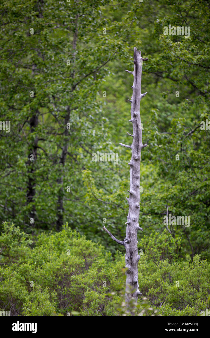 Dead_tree hi-res stock photography and images - Alamy