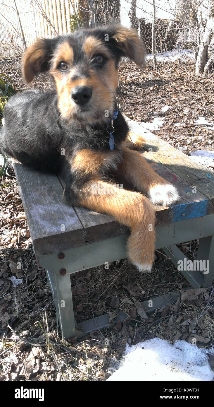 Asta dog hi-res stock photography and images - Alamy