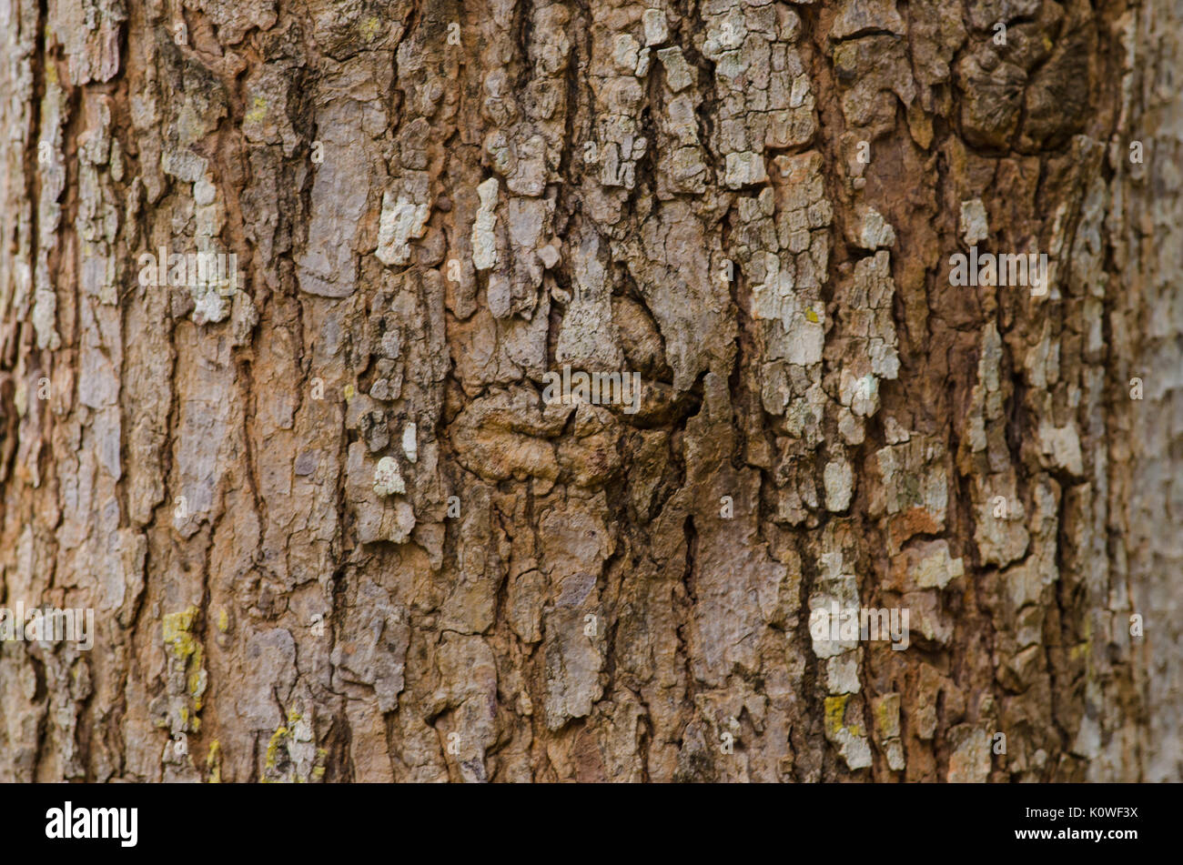 Tree bark texture, abstract background and texture Stock Photo - Alamy