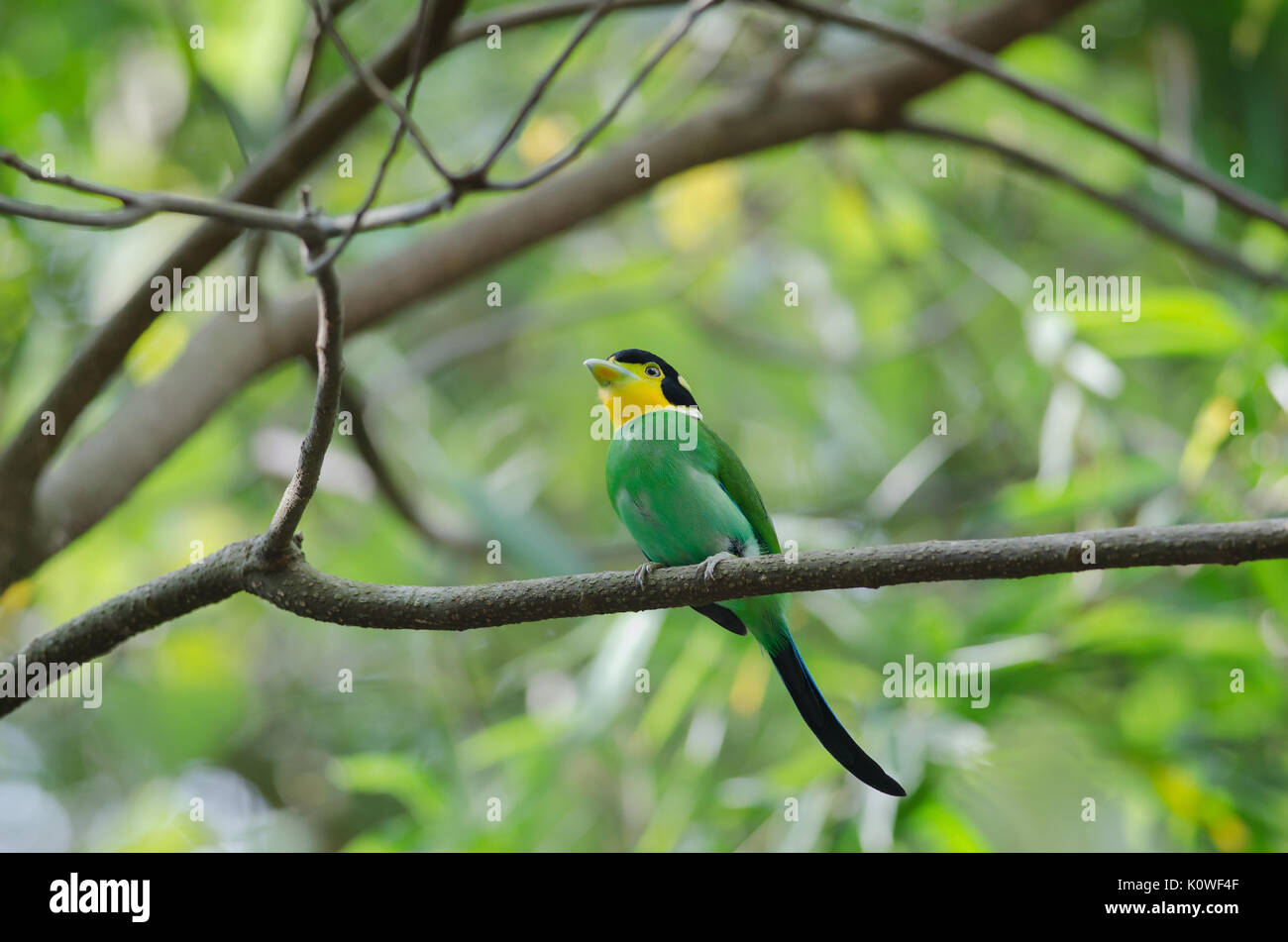 colorful bird long tailed broadbill on tree branch in forest Stock ...