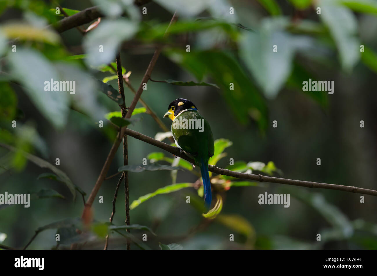 colorful bird long tailed broadbill on tree branch in forest Stock ...