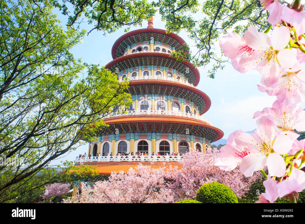 The beautiflu sakura garden with nice sky in Taipei, Taiwan Stock Photo ...