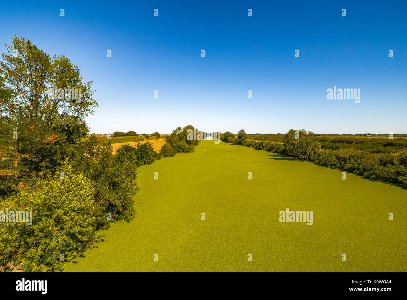 unusual green algae bloom on river surface in a sunny summer day in ...