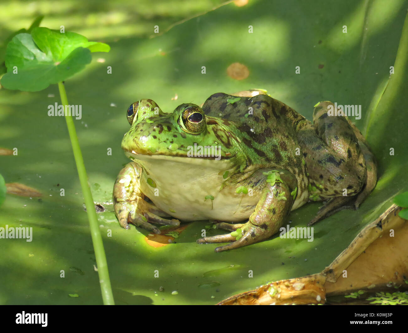 Wild female american bullfrog hi-res stock photography and images - Alamy