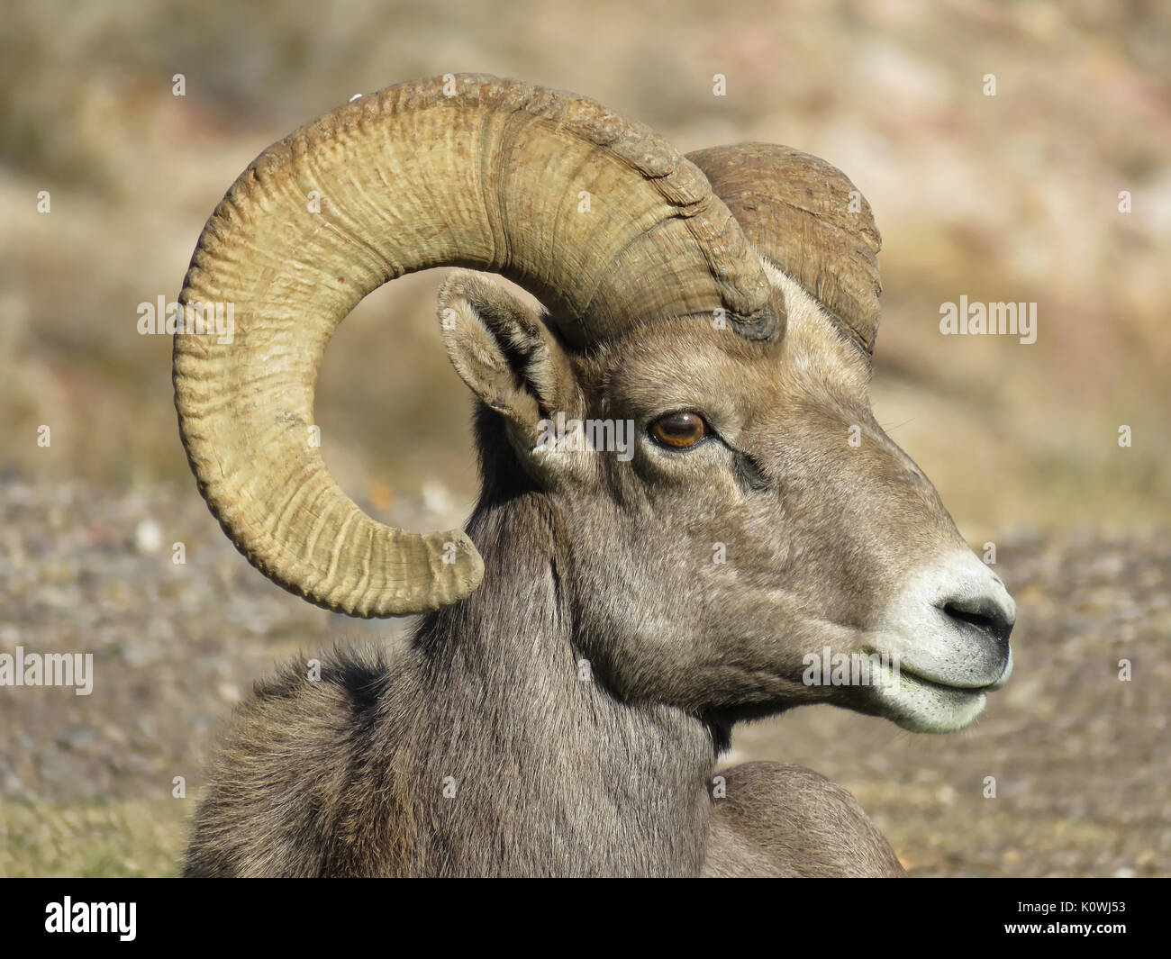 Wild male bighorn sheep (Ovis canadensis) in December 2016, Boulder ...