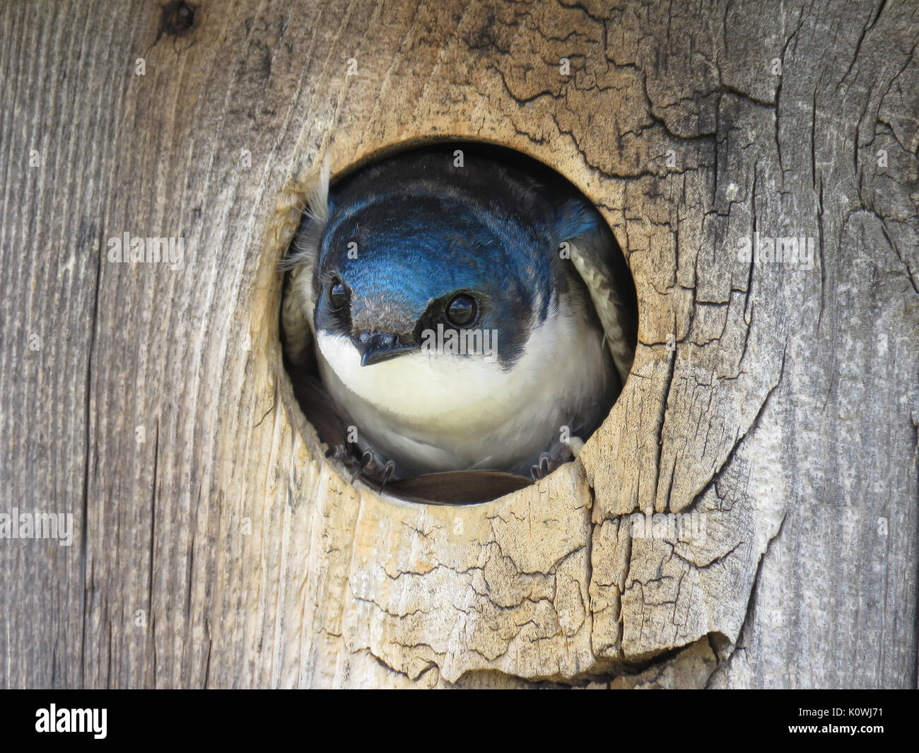 Rocky mountain arsenal hi-res stock photography and images - Alamy