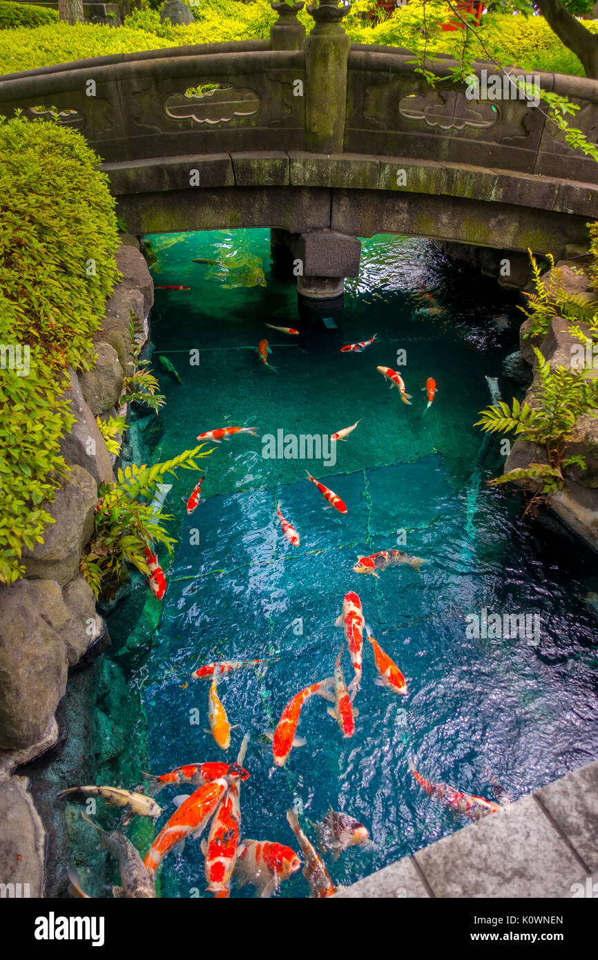 Beautiful koi fish swimming in pong in a small river, pond surrounded ...